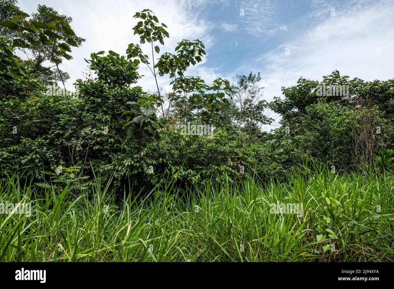 Amazonia, deforestation, Ecuador, environment, nature Stock Photo - Alamy