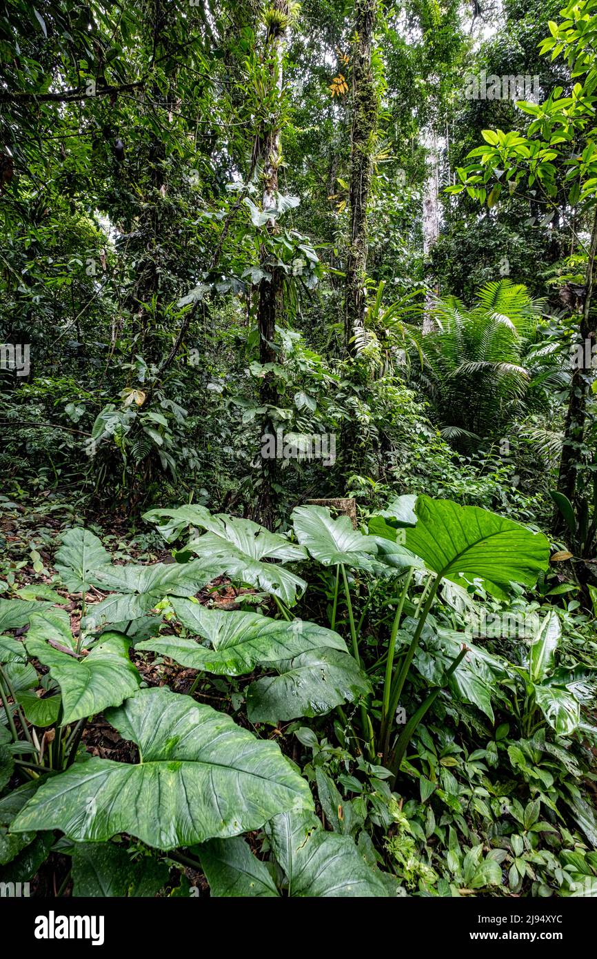Amazonia, deforestation, Ecuador, environment, nature Stock Photo - Alamy