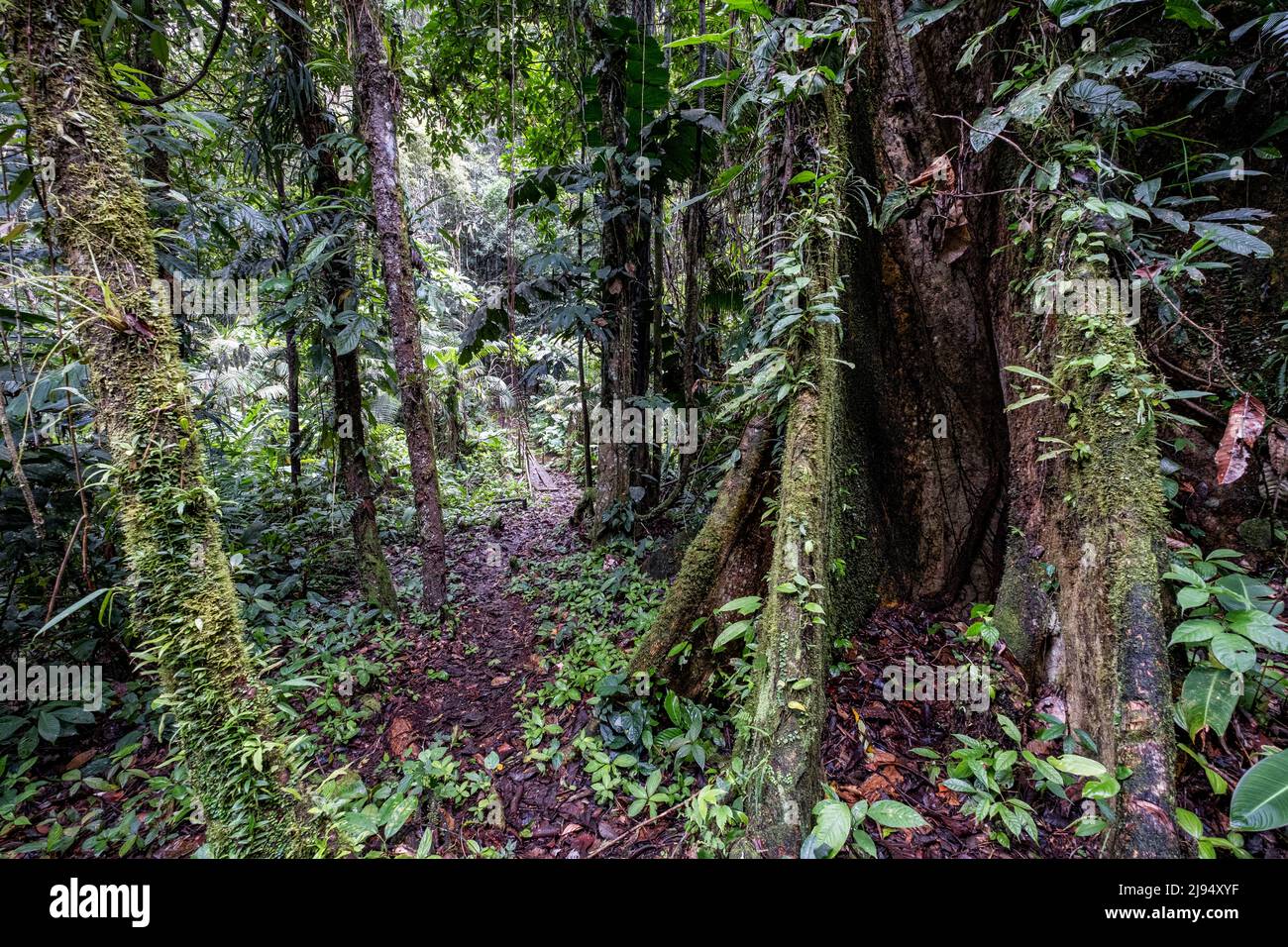 Amazonia, deforestation, Ecuador, environment, nature Stock Photo - Alamy