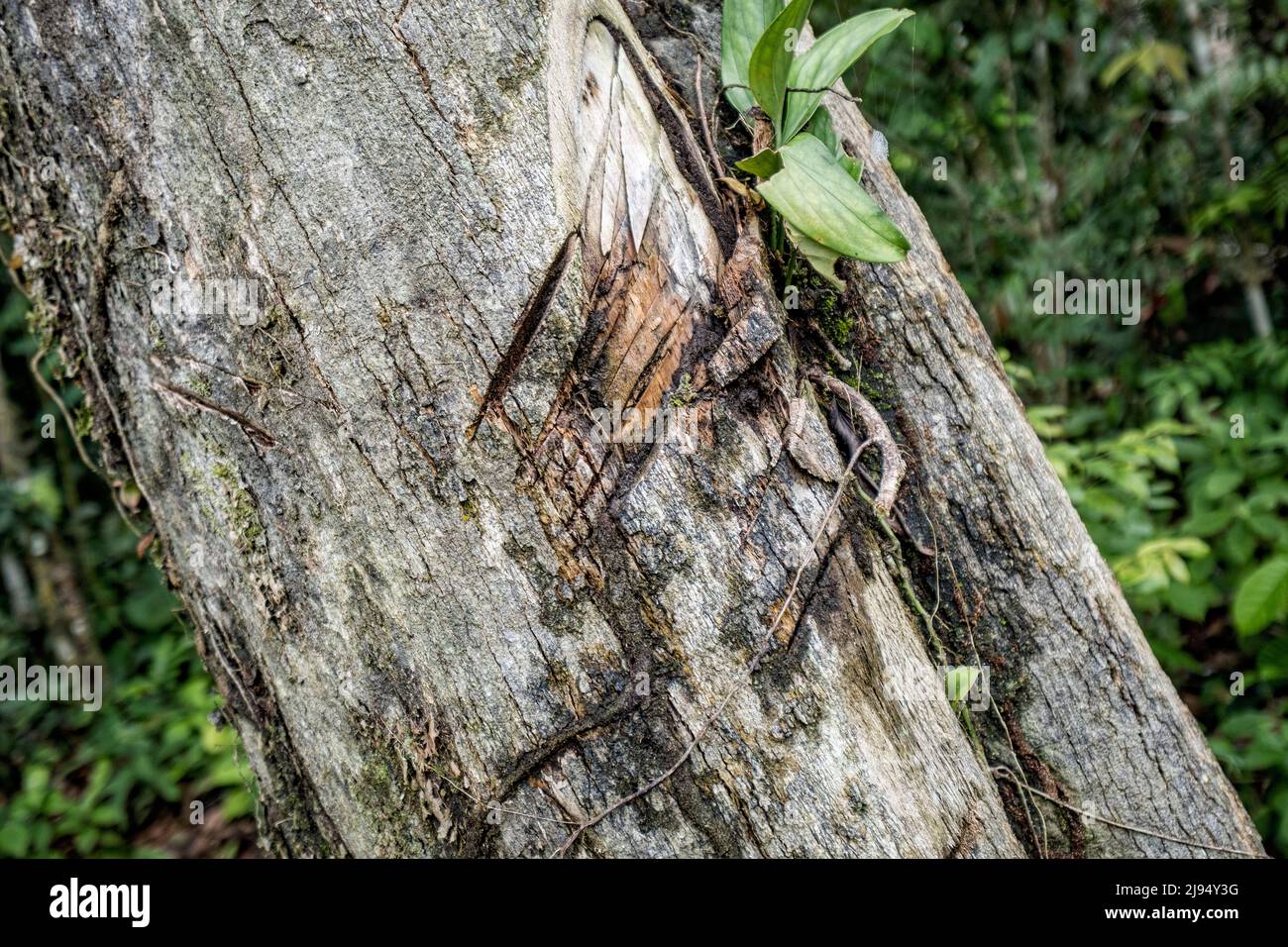 Amazonia, deforestation, Ecuador, environment, nature Stock Photo - Alamy