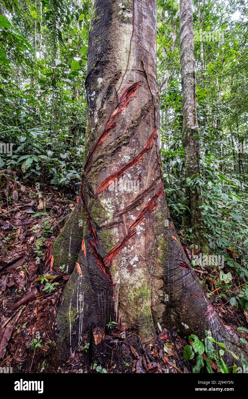 Amazonia, deforestation, Ecuador, environment, nature Stock Photo - Alamy