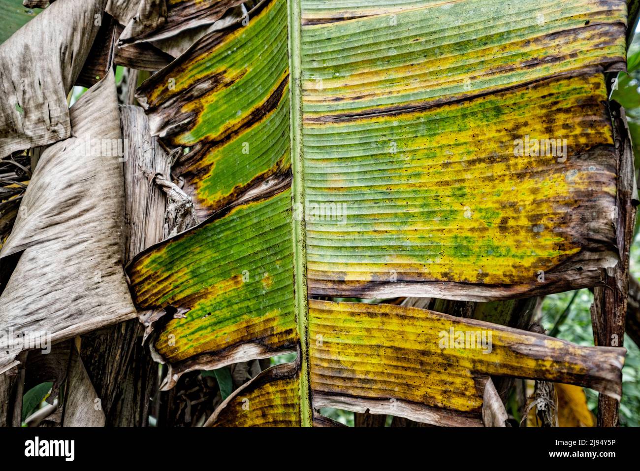 Amazonia deforestation ecuador environment hi-res stock photography and ...