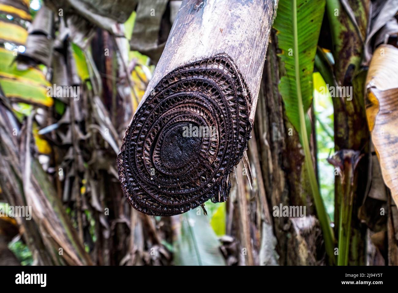 Ecuadorians amazonia hi-res stock photography and images - Alamy