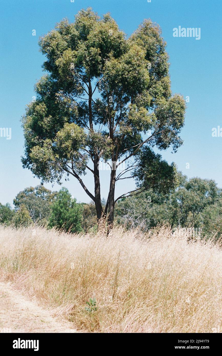 Tree in Brookfield Stock Photo - Alamy
