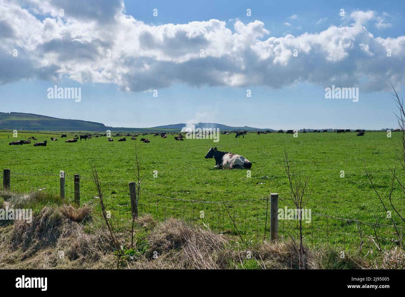 Cow resting on a fence hi-res stock photography and images - Alamy