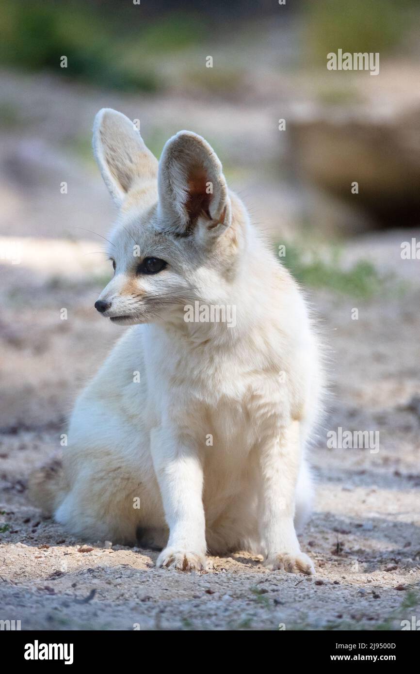 portrait of a fennec fox in an enclosure Stock Photo - Alamy