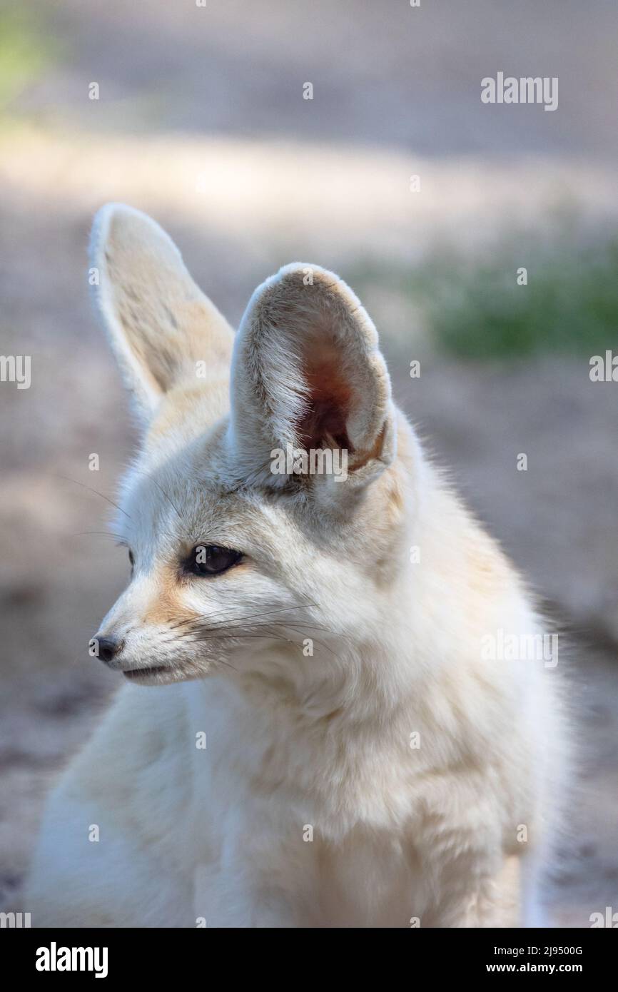 Fennec Fox Enclosure For Home