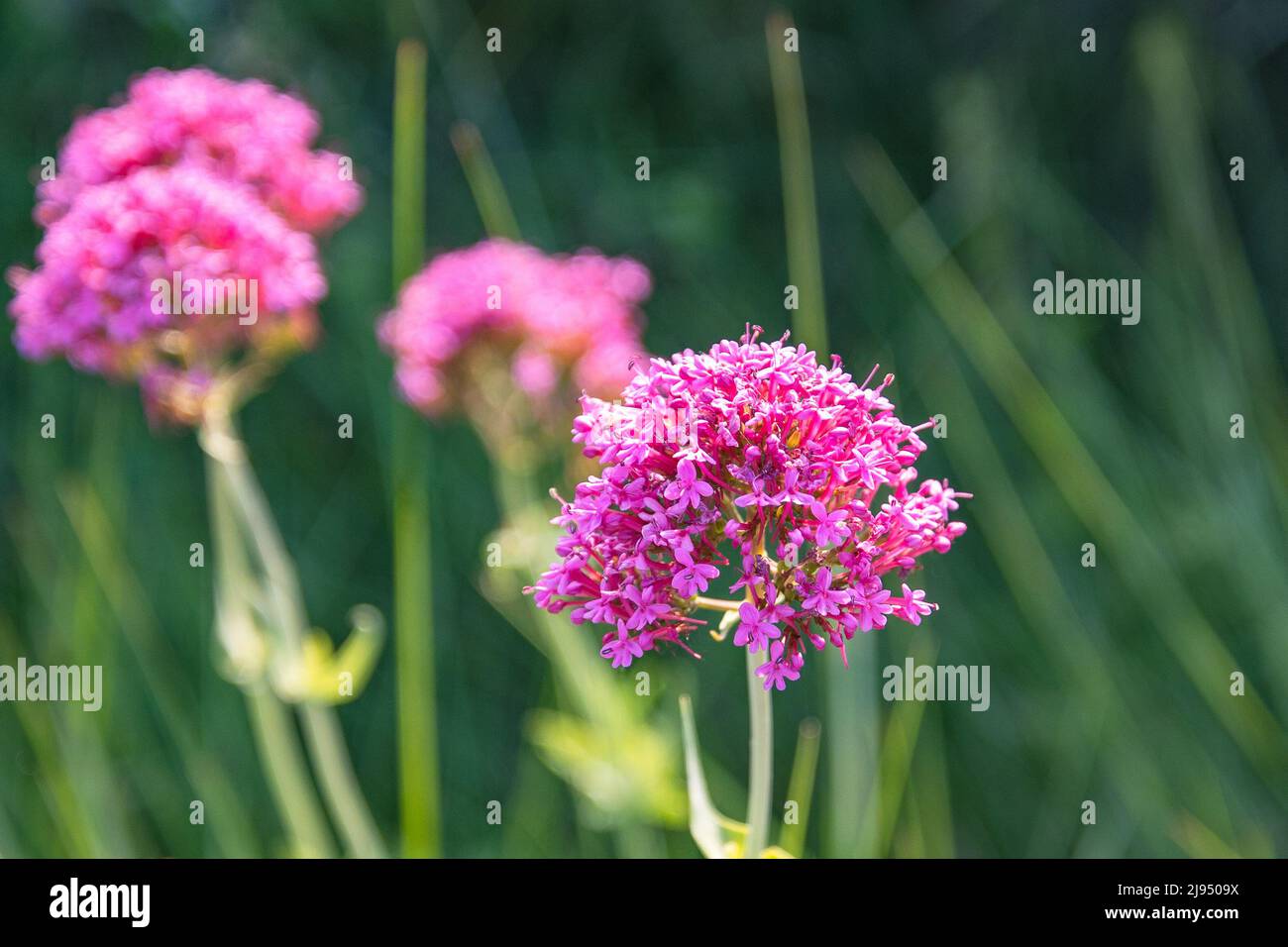 Red centranthus close up in a garden Stock Photo - Alamy