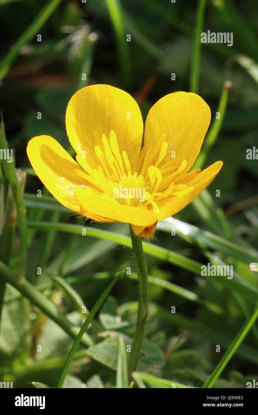 close-up of a single yellow ranunculus buttercup between green grasses ...