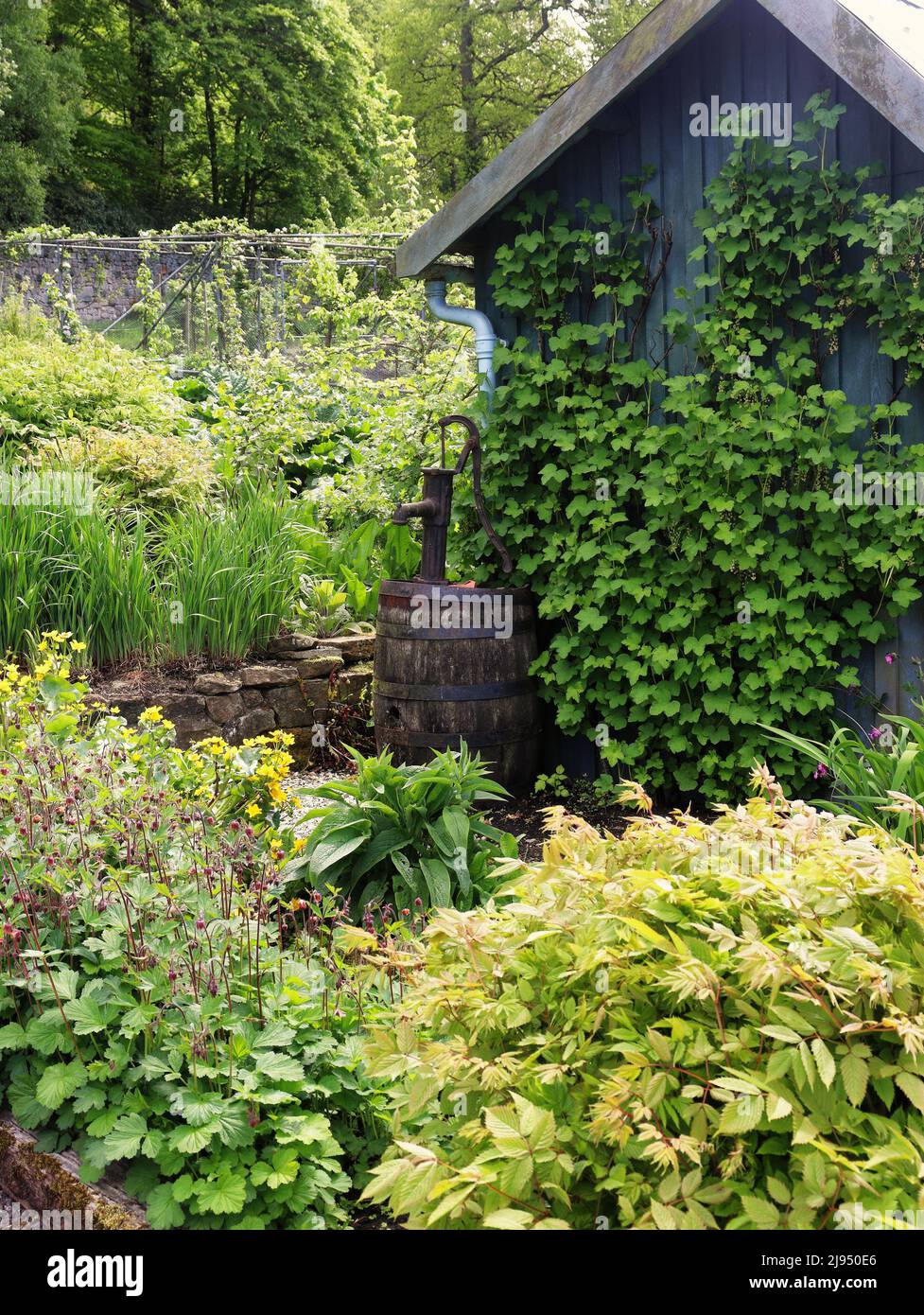 English back garden with shed and water butt with hand pump Stock Photo ...