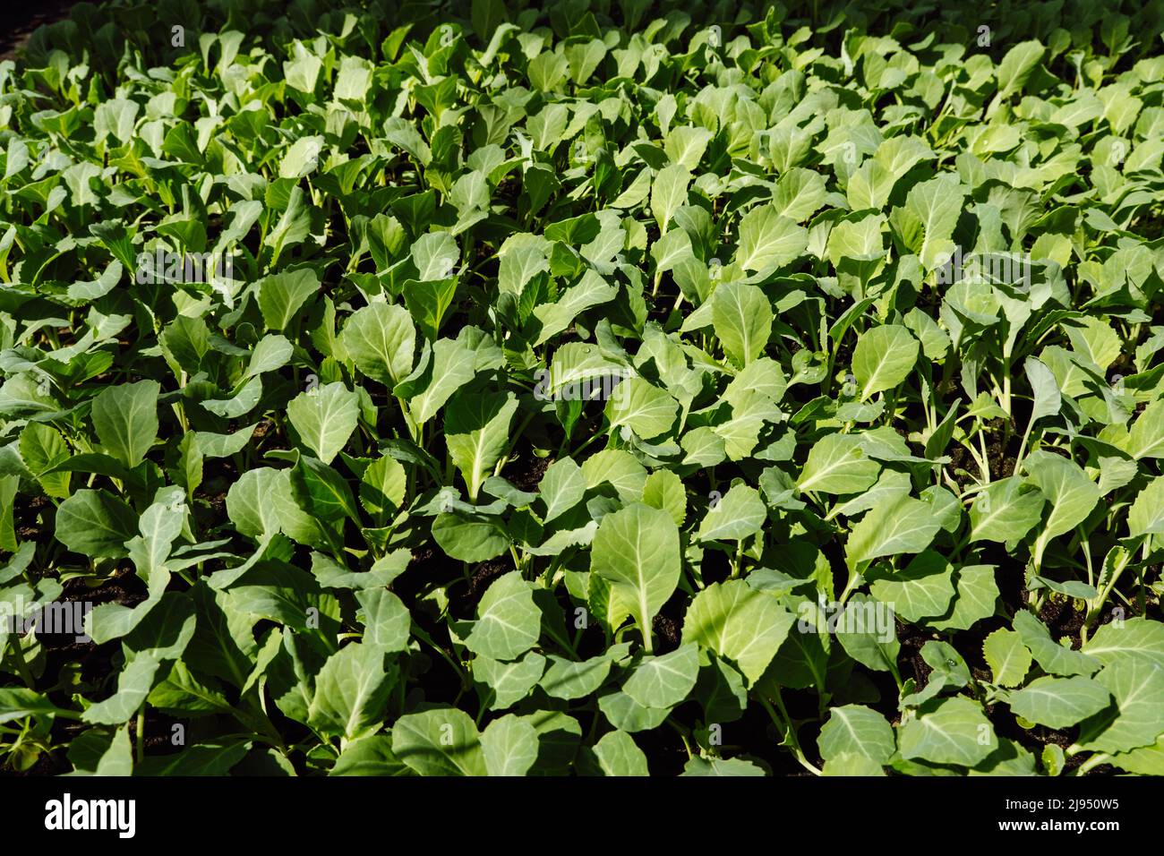 Seedlings of cabbage grown in plastic cassettes with organic soil ...