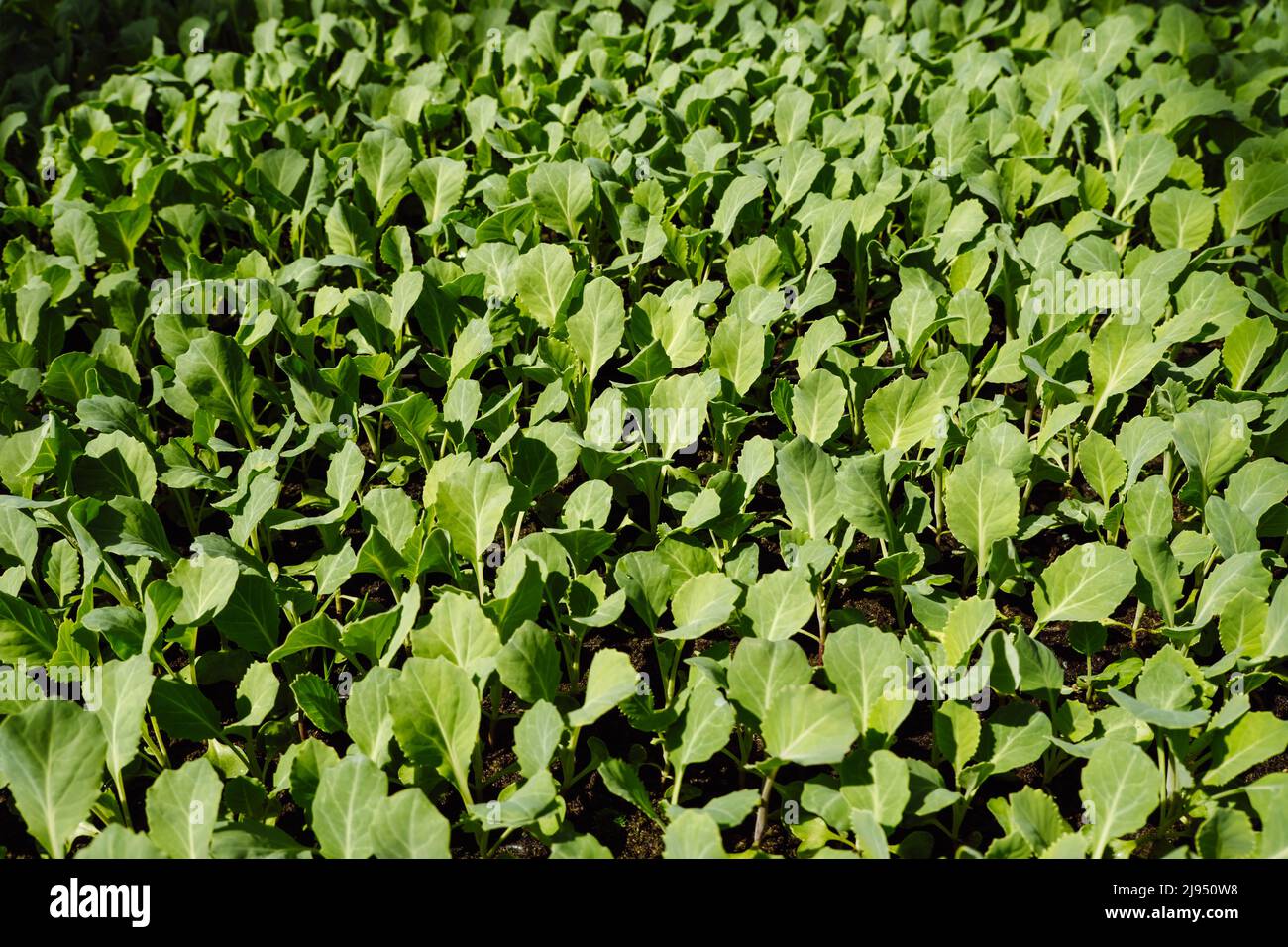 Seedlings of cabbage, frozen leaves. Green leaf texture. Leaf texture ...