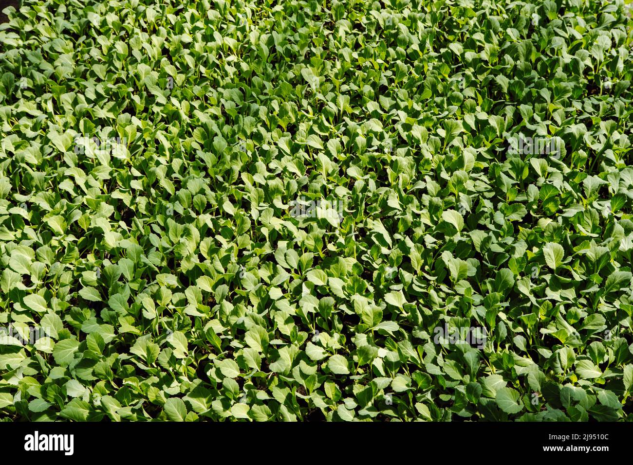 Seedlings of cabbage, frozen leaves. Green leaf texture. Leaf texture ...