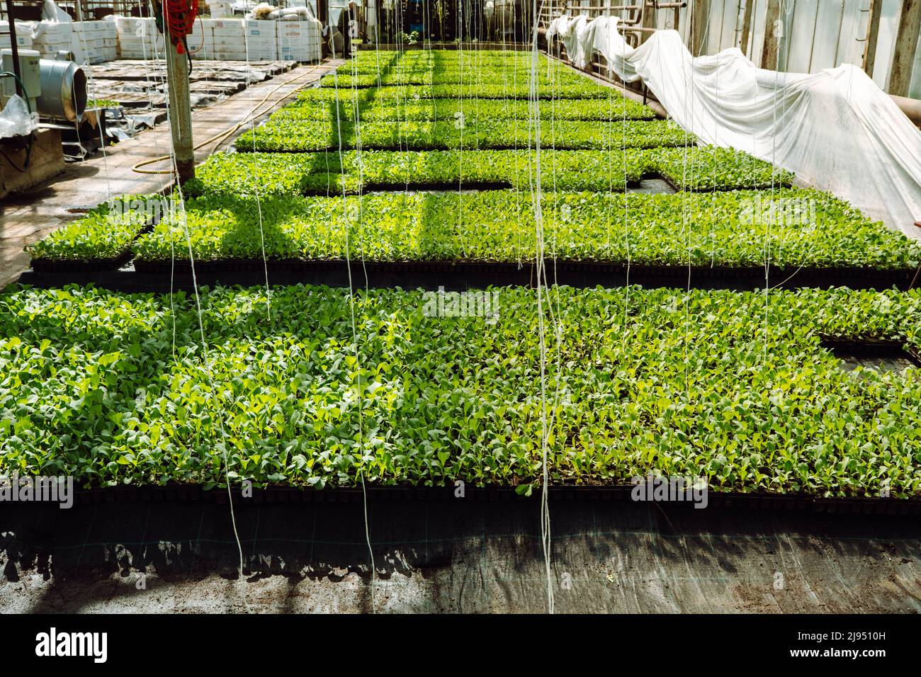 Early cultivation of cabbage seedlings in cassettes in a greenhouse ...