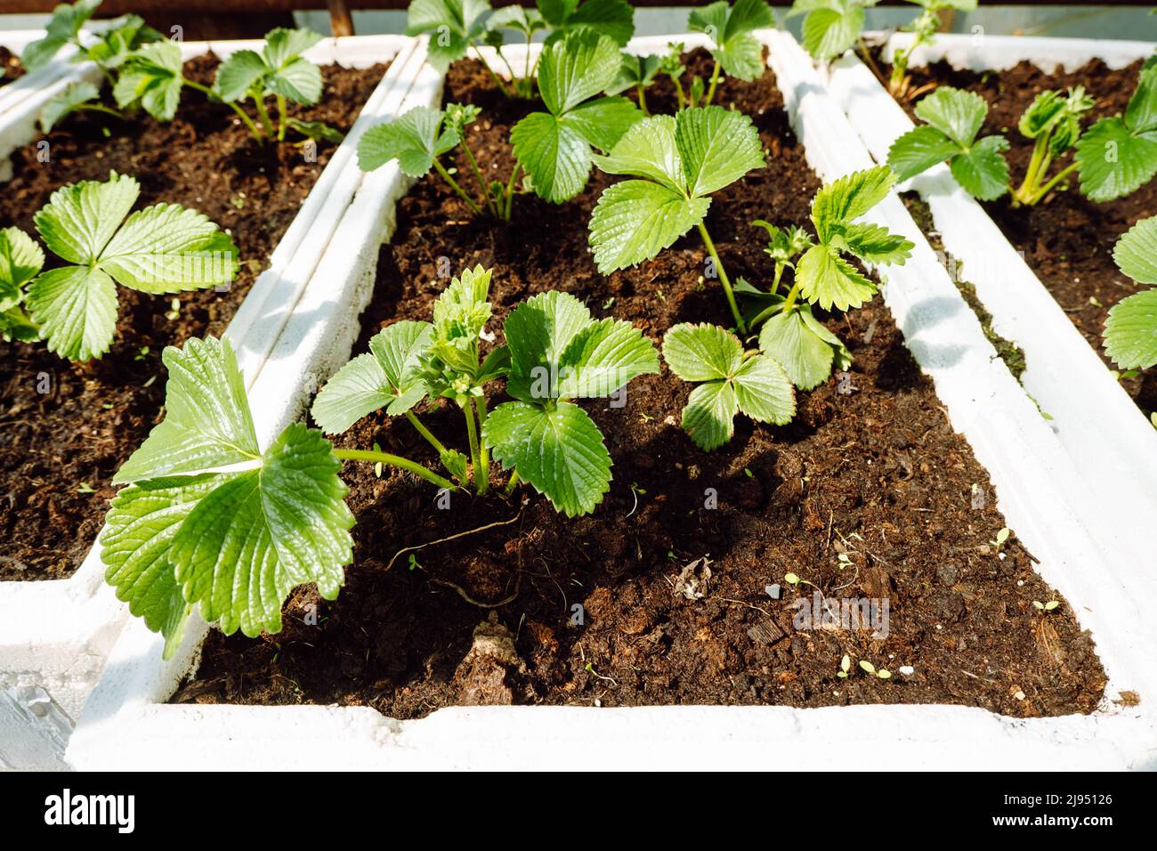 Strawberry seedlings in boxes and containers, prepared for ...
