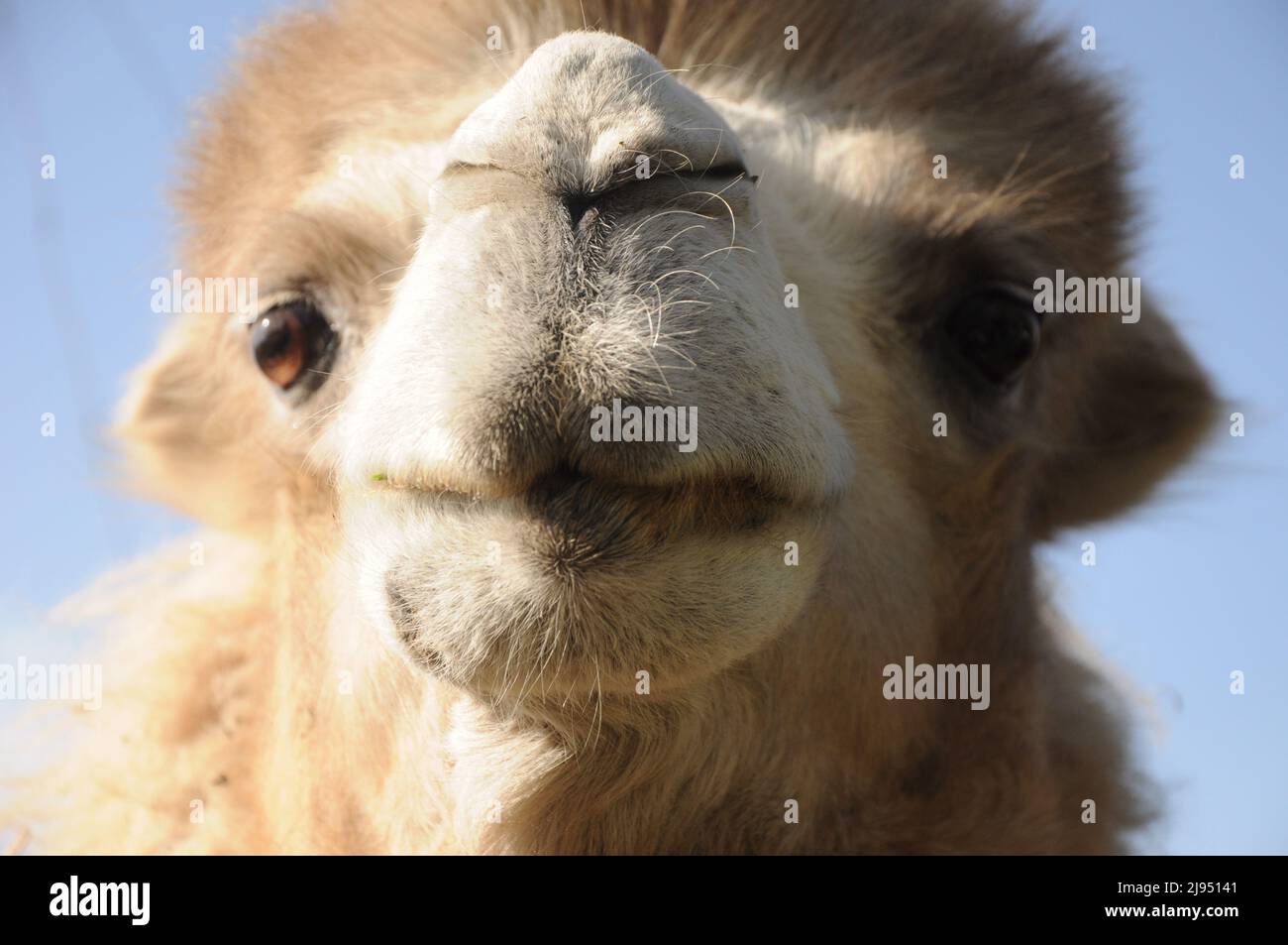 Funny close up of a camel seeming to try to kiss the camera Stock Photo ...