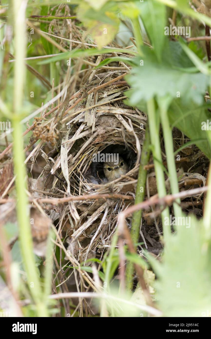 Chiffchaff (Phylloscopus collybita) adult female sitting in nest ...