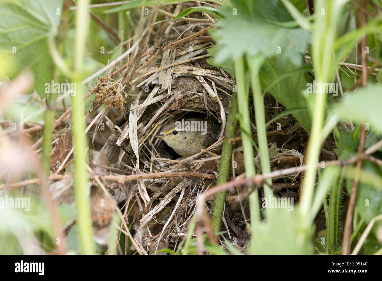 Phylloscopus collybita female hi-res stock photography and images - Alamy