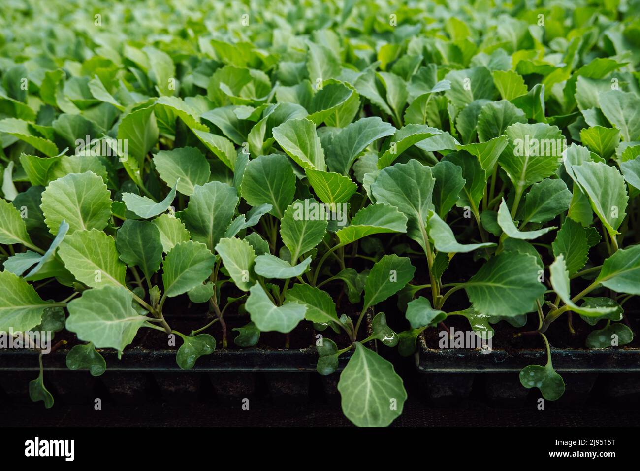 Early cultivation of cabbage seedlings in cassettes in a greenhouse ...