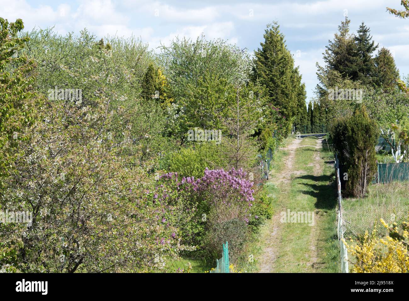 Allotment garden in spring in Gdansk, Poland. May 15th 2022 © Wojciech ...