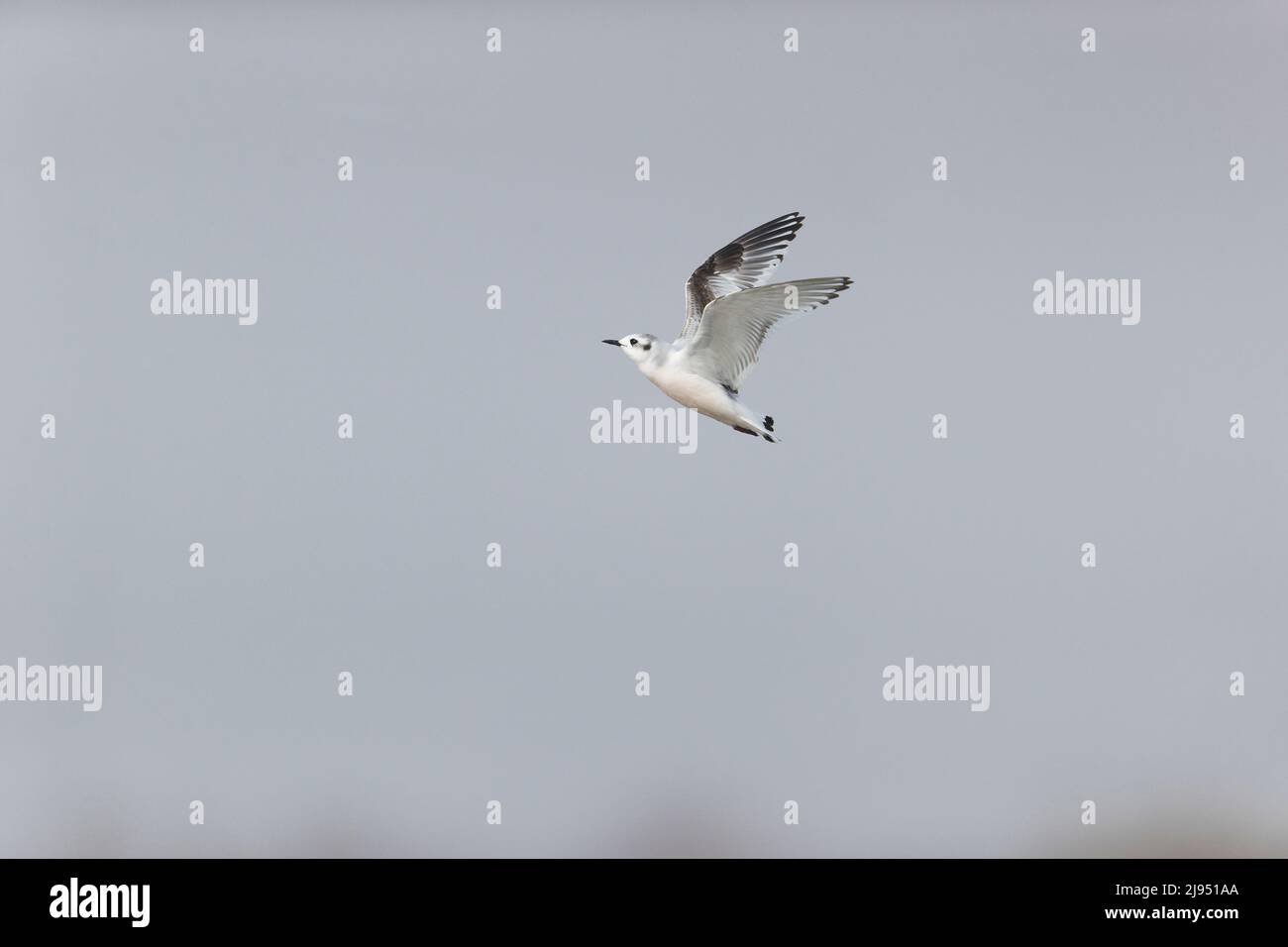 Little Gull (Larus minutus) first summer plumage flying, Suffolk ...
