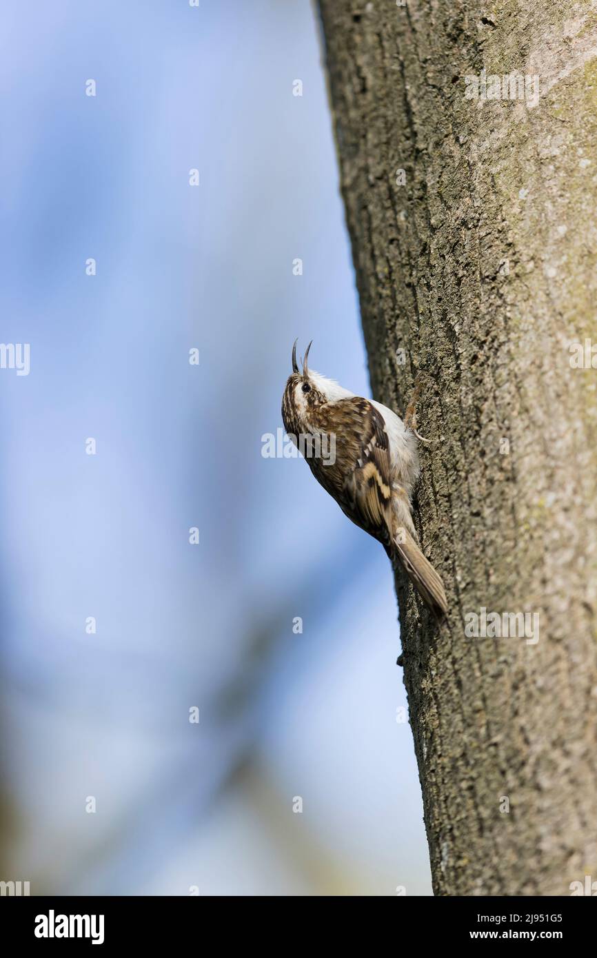 Common Treecreeper (Certhia familiaris) adult male perched on trunk ...