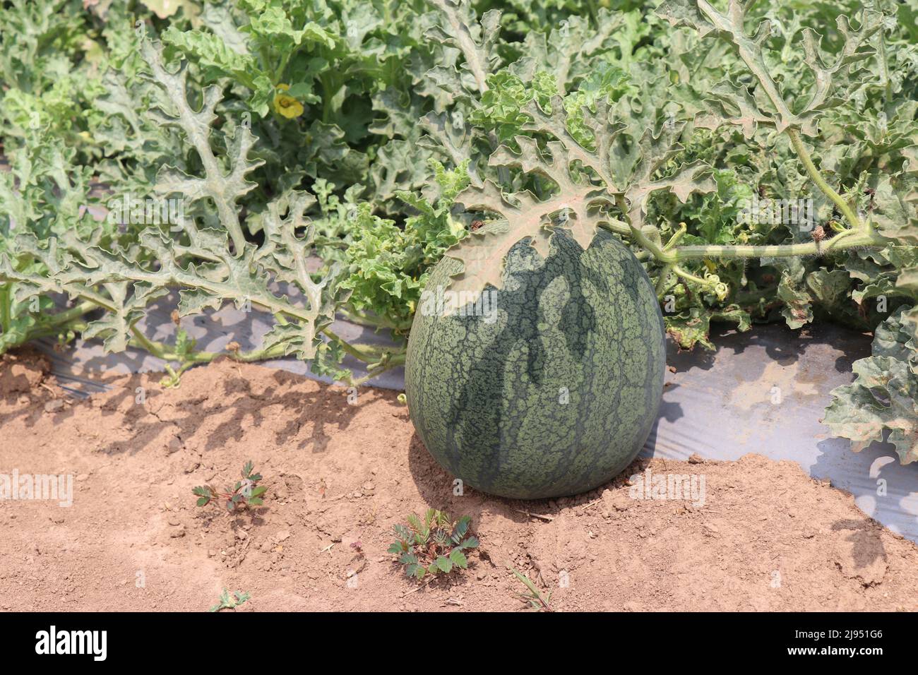 Watermelon growing on the plant on a horticulture farm, Modern ...