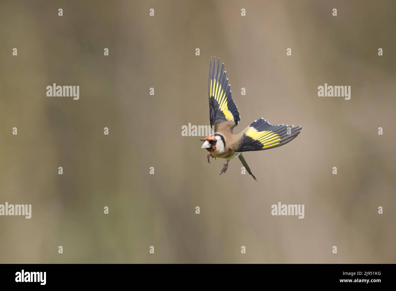 Flying finch hi-res stock photography and images - Alamy