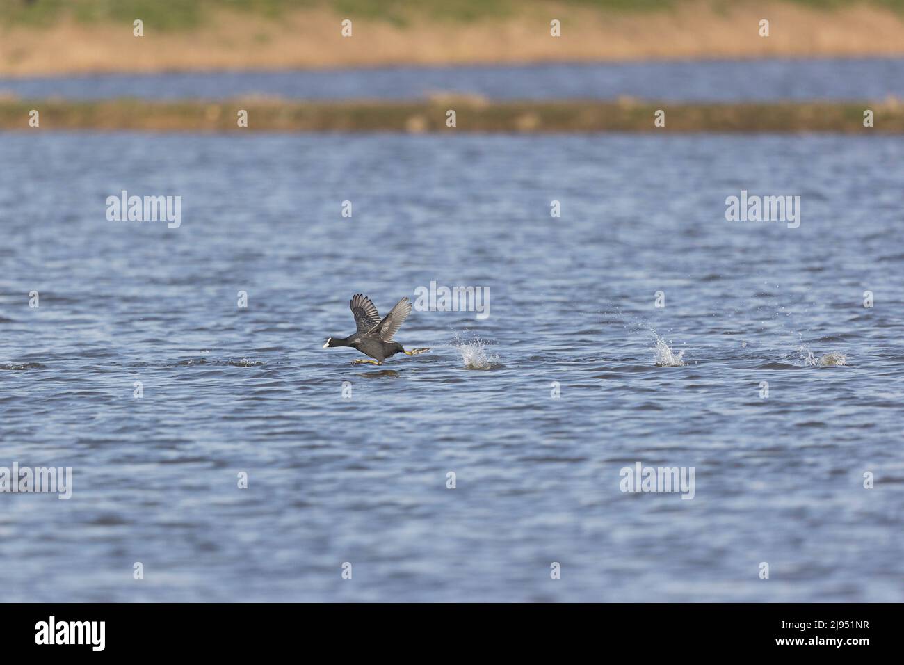 Eurasian coot Fulica atra, adult running across water, Suffolk, England ...