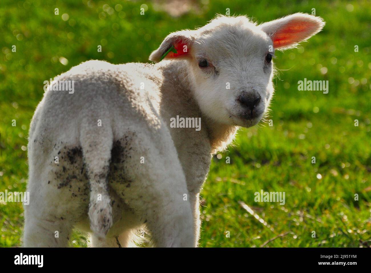 Shepherd sheep shoulder hi-res stock photography and images - Alamy