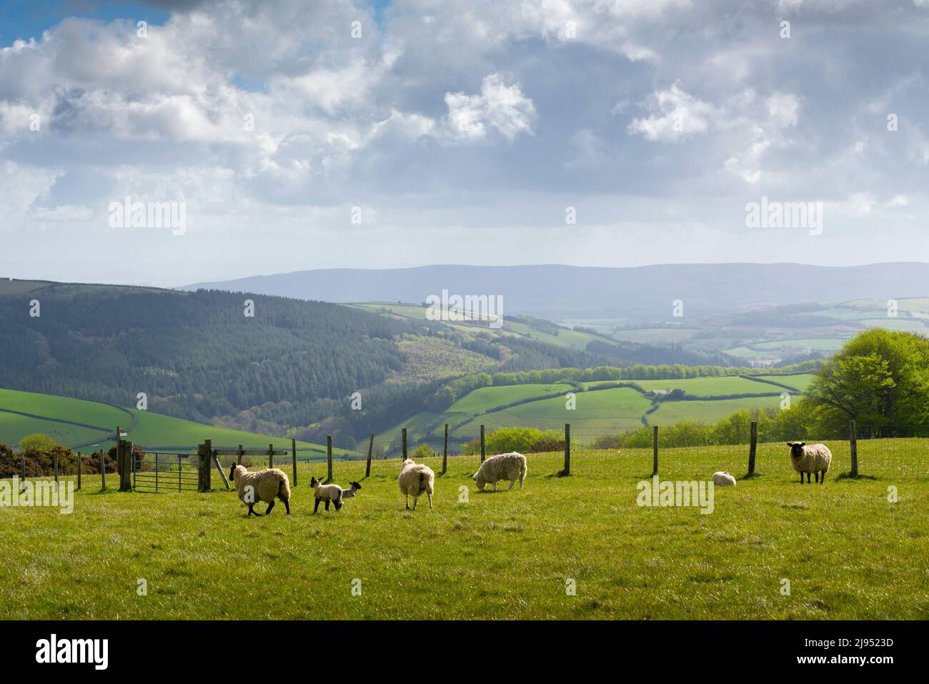 Sheep on Lype Common in the Brendon Hills in Exmoor National Park with ...