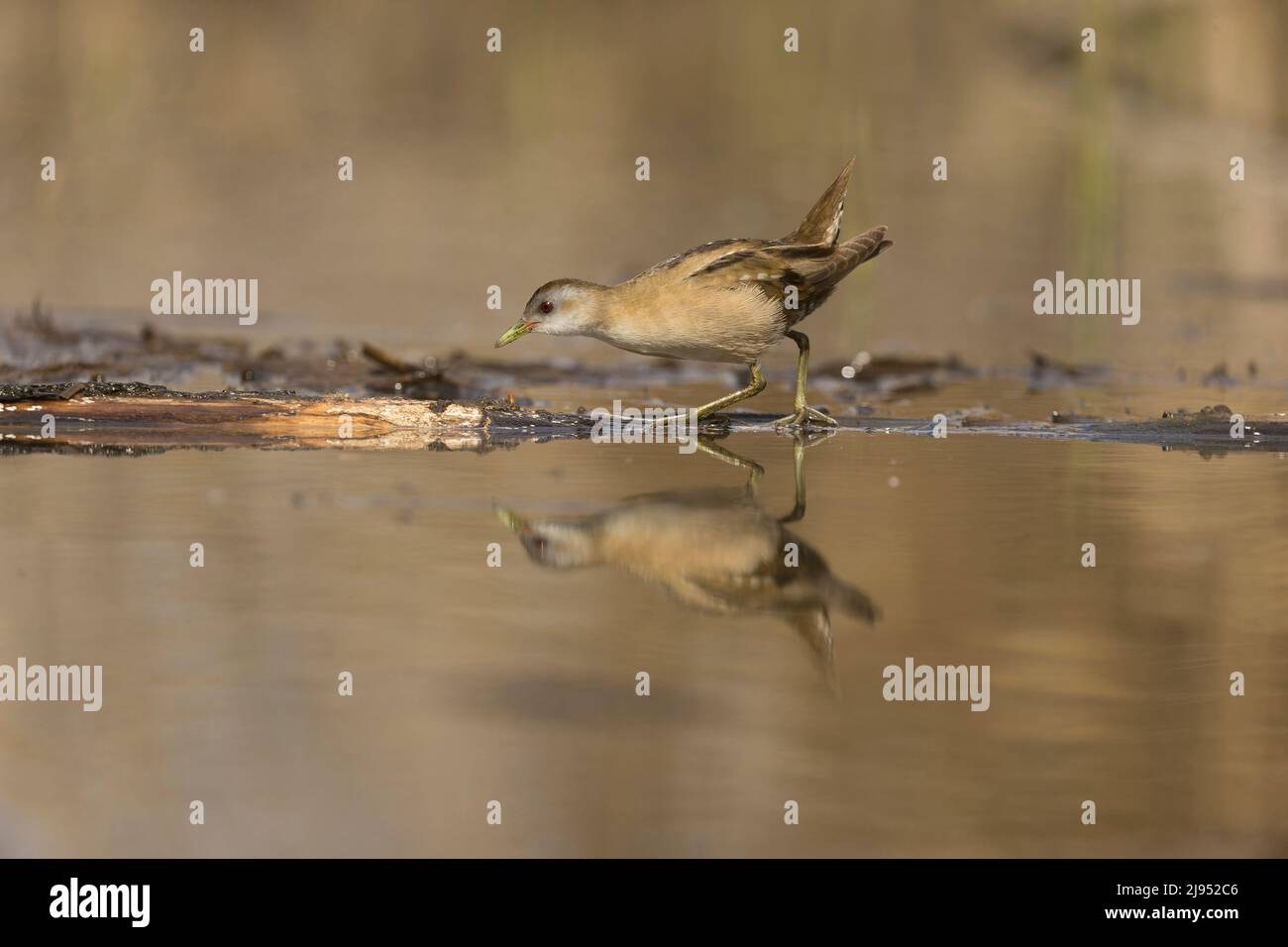 Little crake (Zapornia parva) adult female walking on log with ...