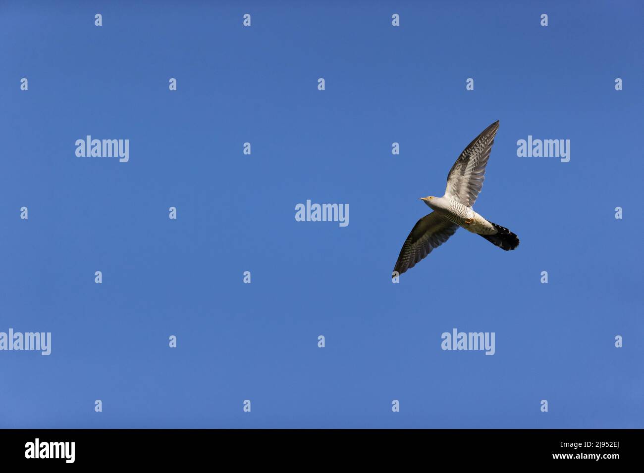 Common Cuckoo (Cuculus canorus) adult flying, Hungary, April Stock ...