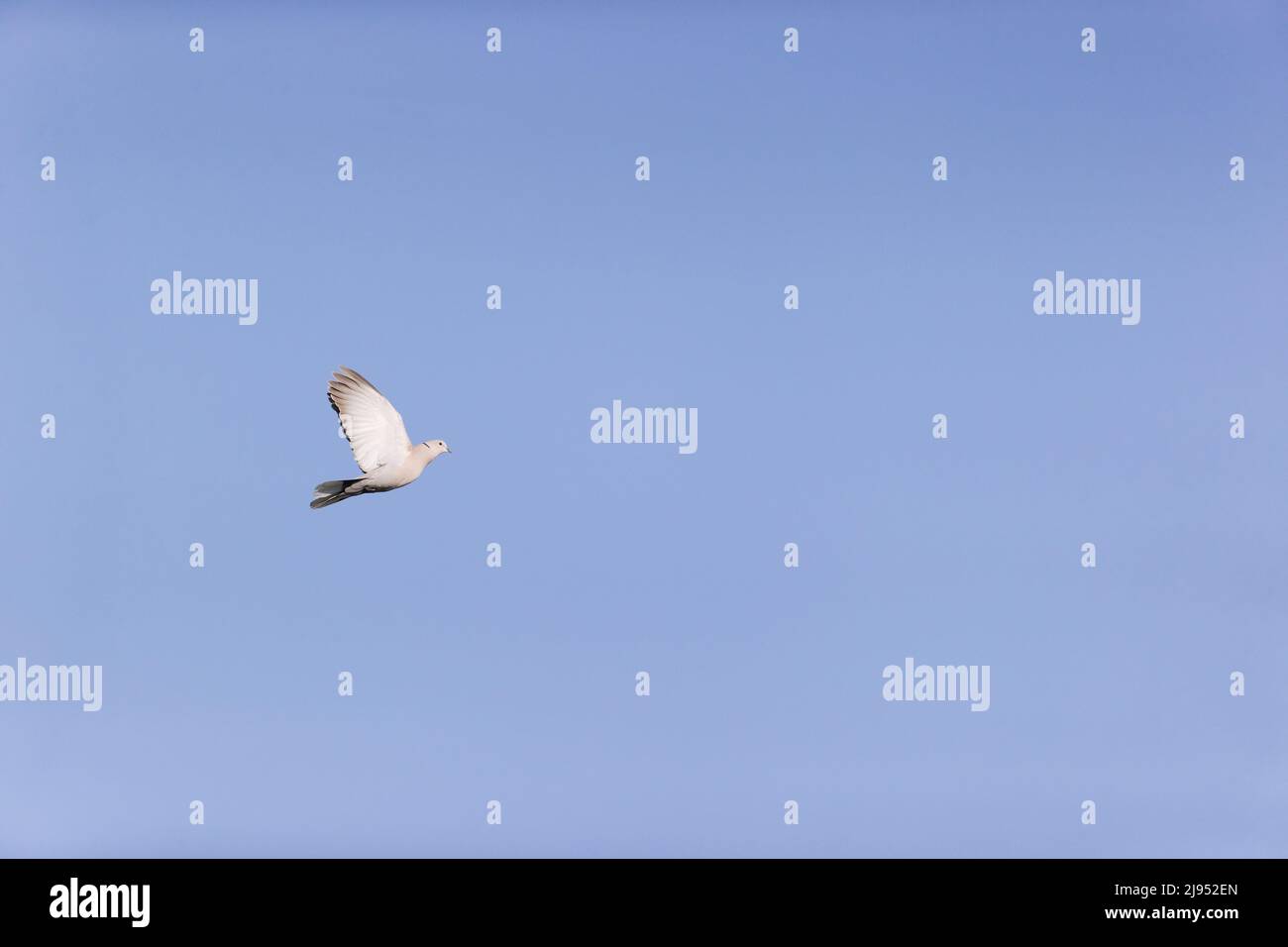 Collared dove flying flight hi-res stock photography and images - Alamy