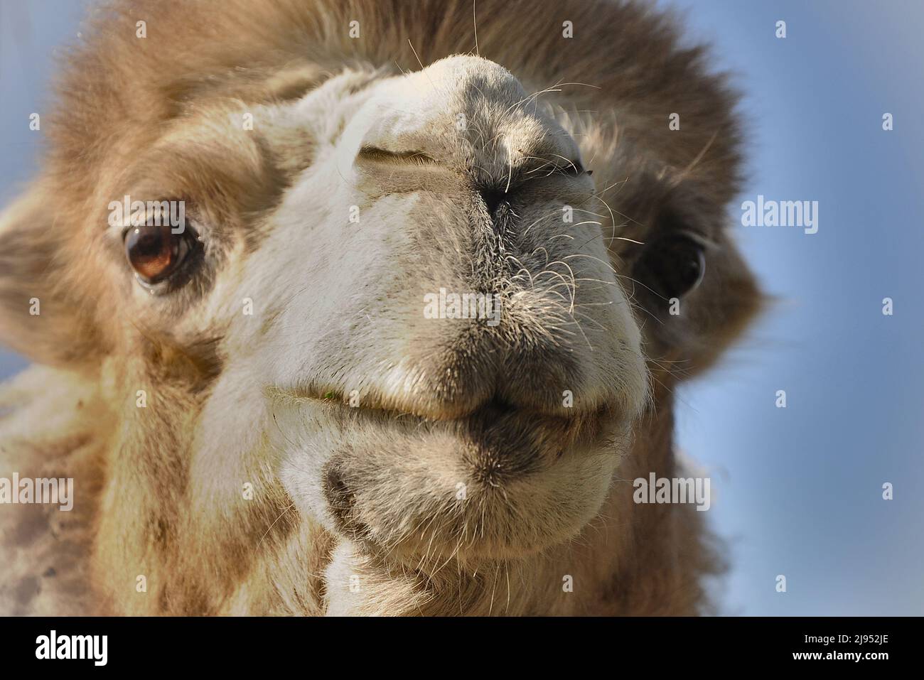 Funny close up of a camel seeming to try to kiss the camera Stock Photo ...