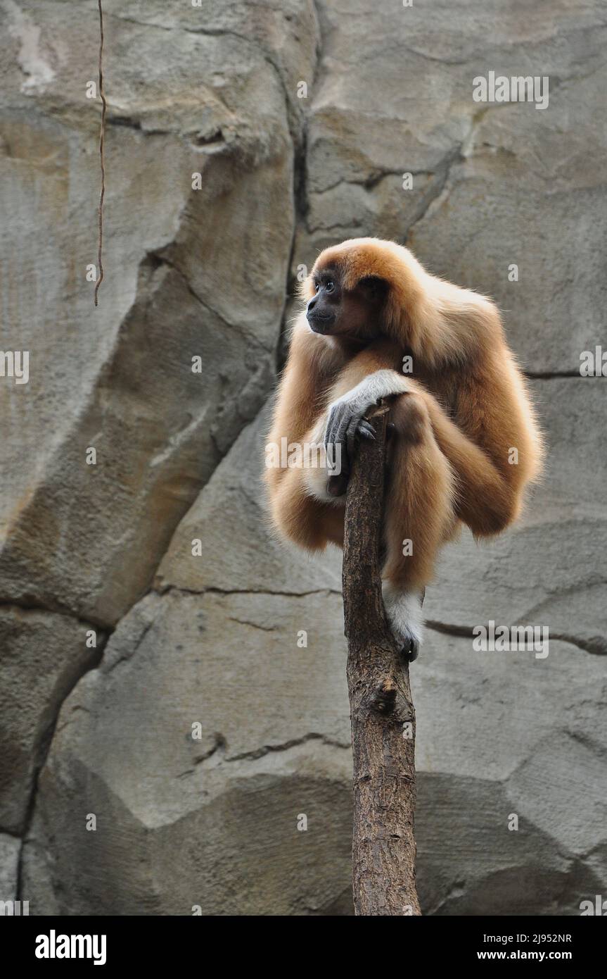 Lar Gibbon (white-handed gibbon, Hylobates lar) sitting on a truncated ...