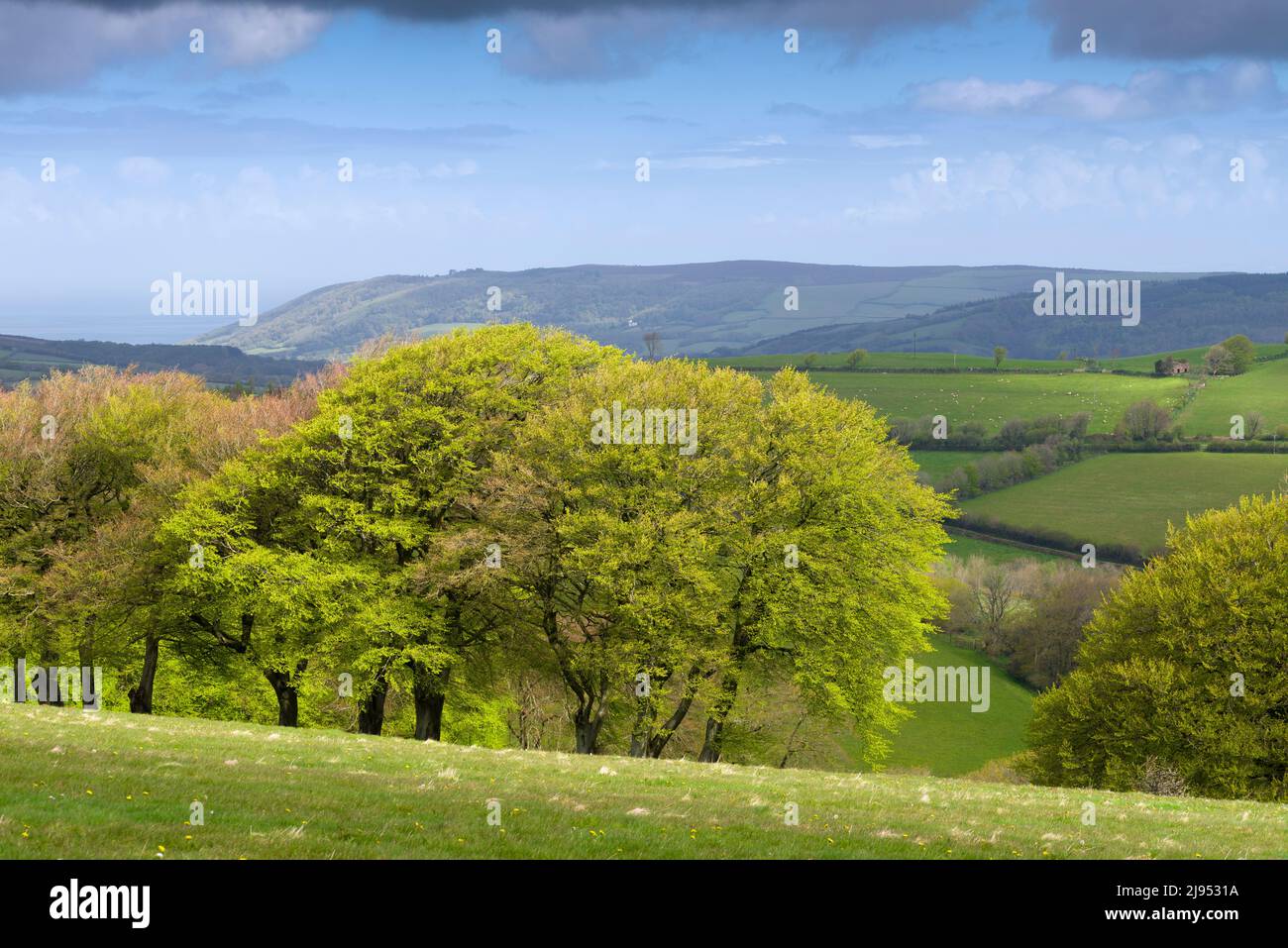 Beech trees in spring on the edge of Lype Common with Bossington Hill ...
