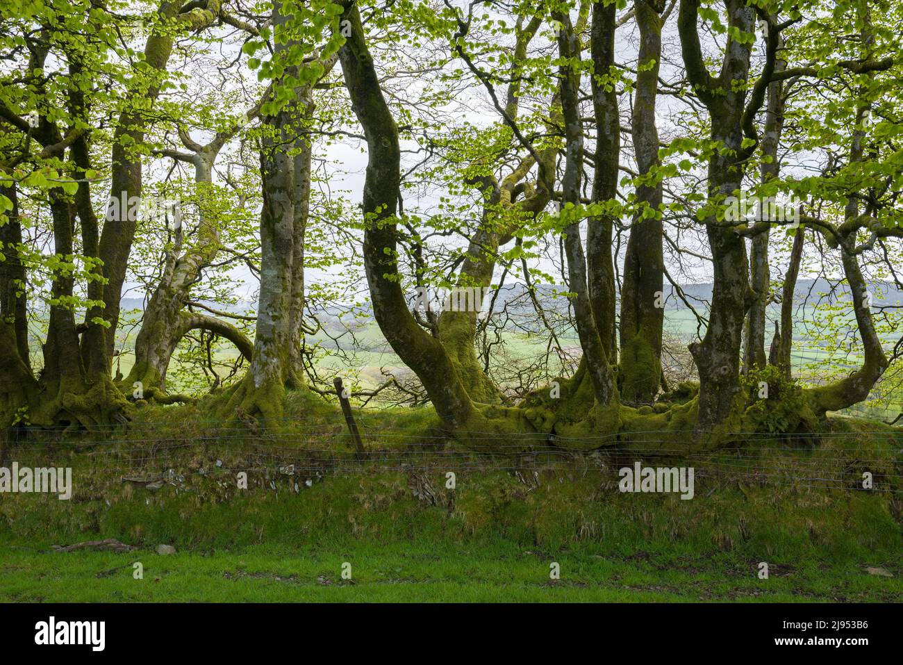Beech hedgebank on the north slope of Lype Hill in the Brendon Hills ...