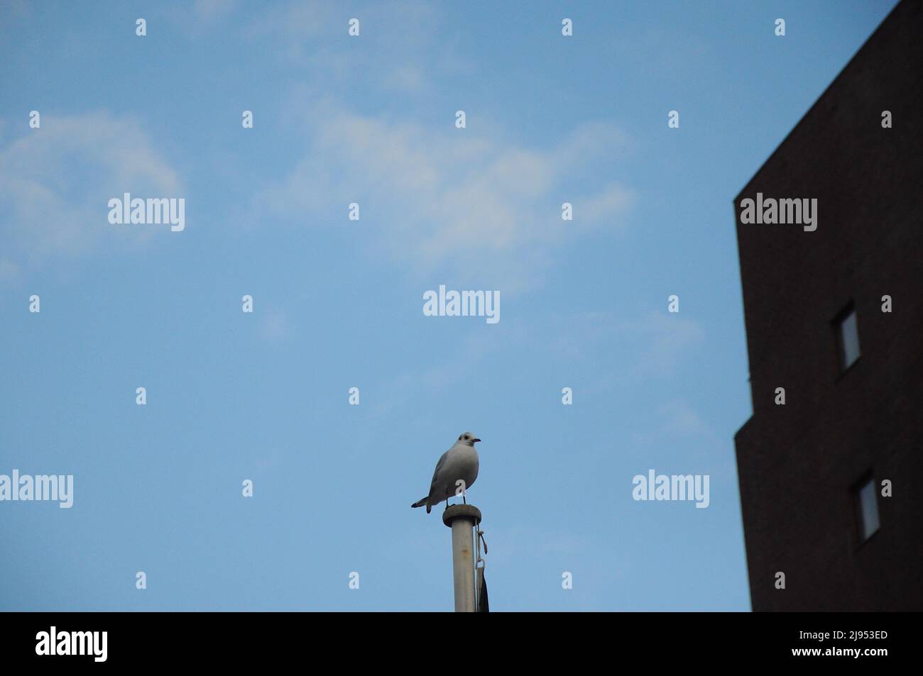 Flagpole sitting hi-res stock photography and images - Alamy