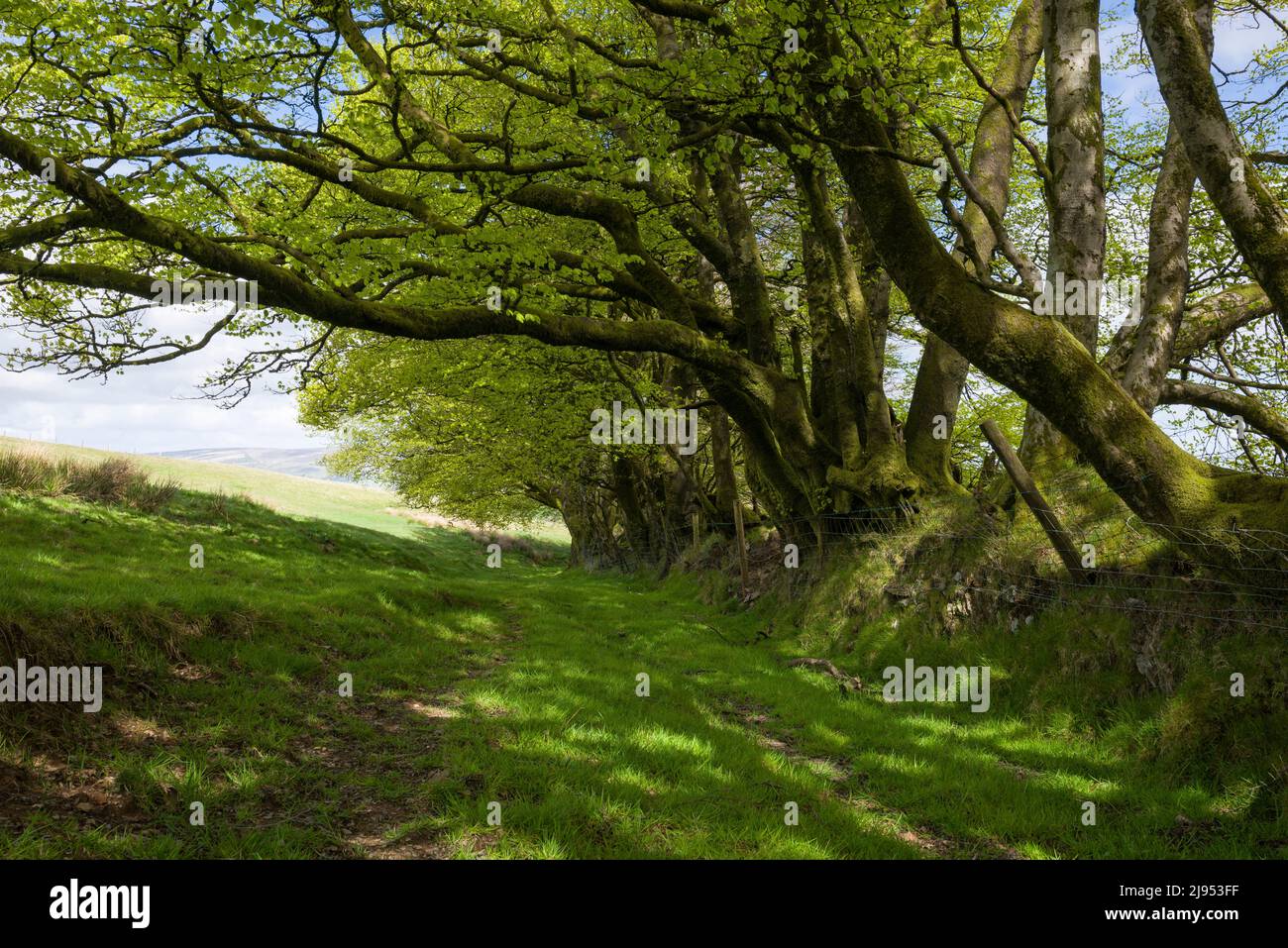 Beech hedgebank on the north slope of Lype Hill in the Brendon Hills ...