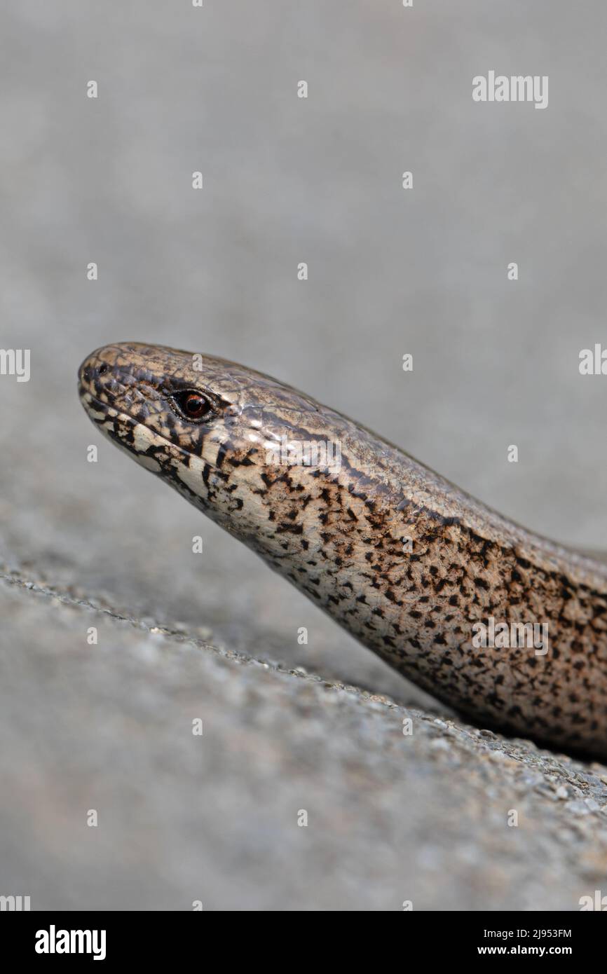 Slow Worm (Anguis fragilis) Norfolk GB UK May 2022 Stock Photo - Alamy