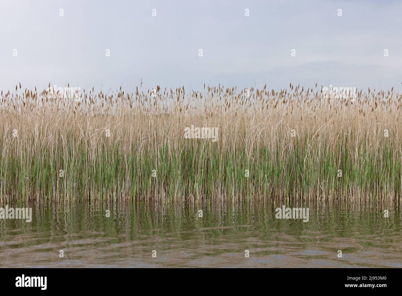 Common Reed (Phragmites australis) Hickling Broad Norfolk GB UK May ...