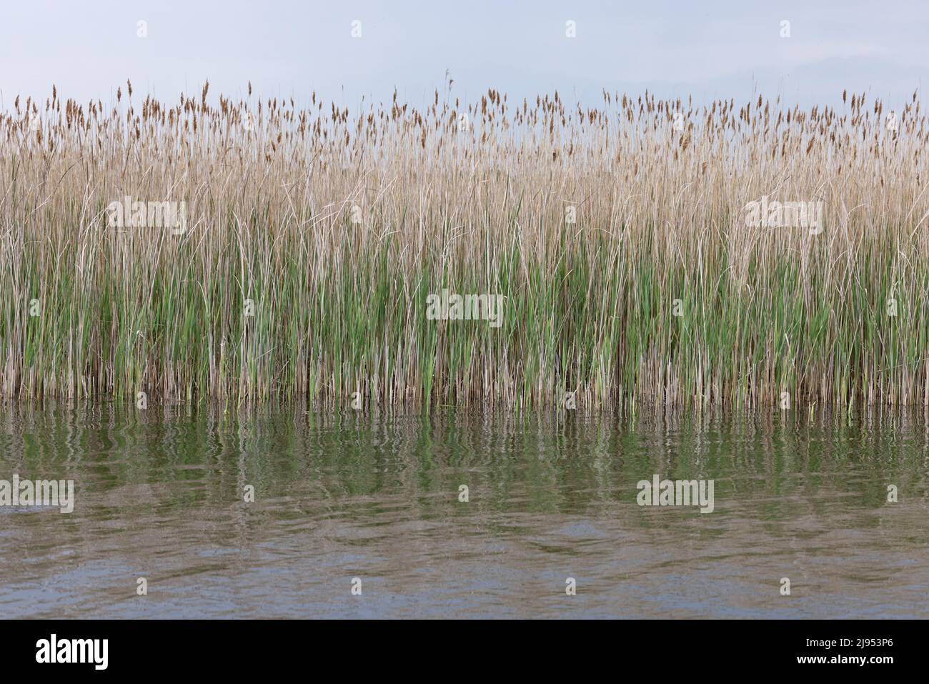 Common Reed (Phragmites australis) Hickling Broad Norfolk GB UK May ...