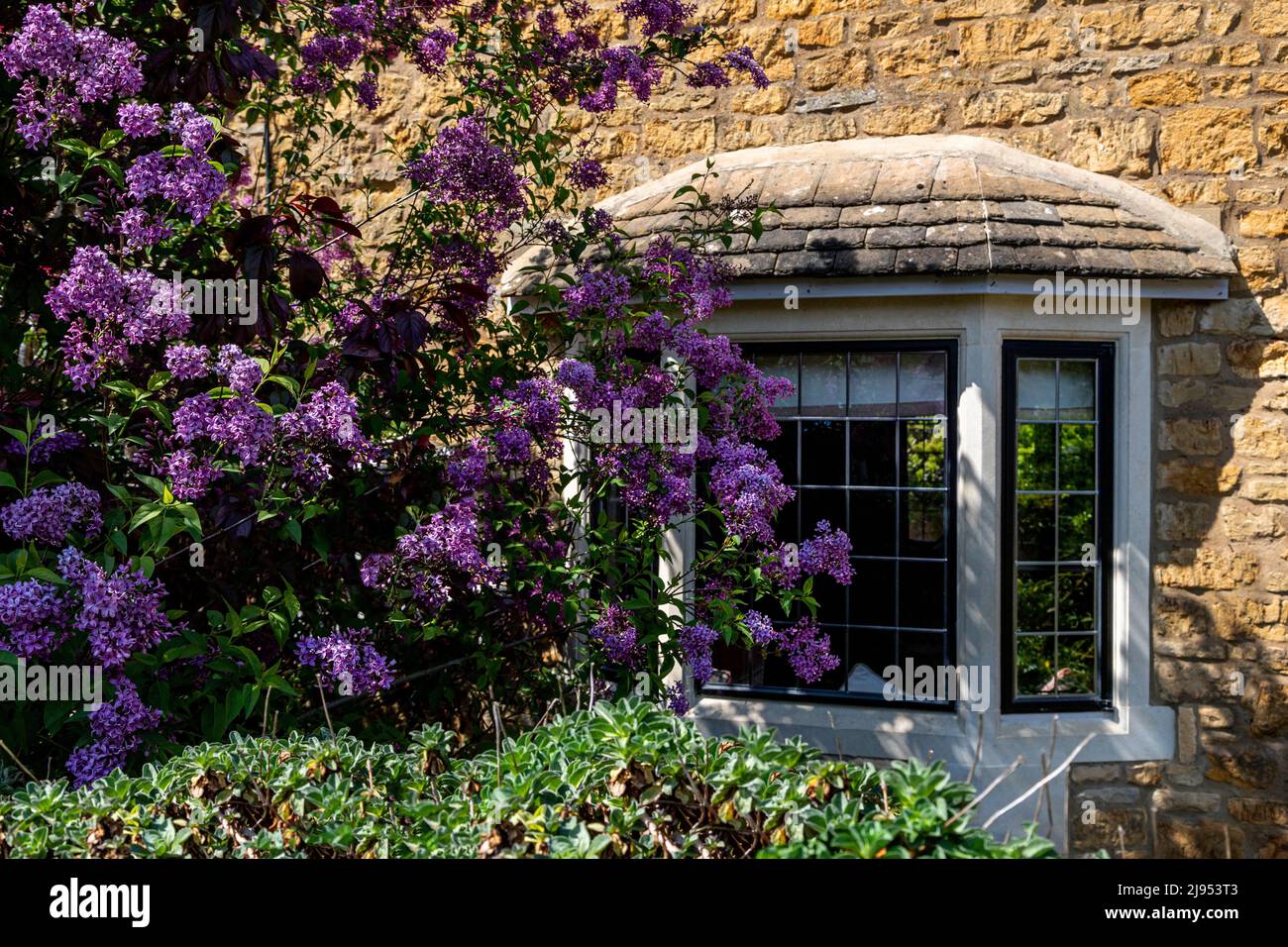 Spring season in a Cotswolds cottage garden with purple lilacs, Bourton ...