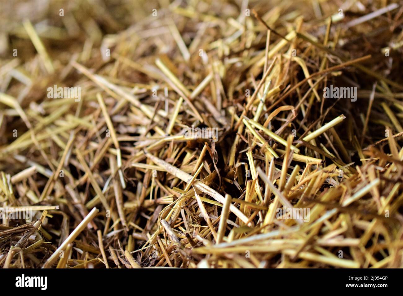 Used straw in the open stable as a close up Stock Photo - Alamy