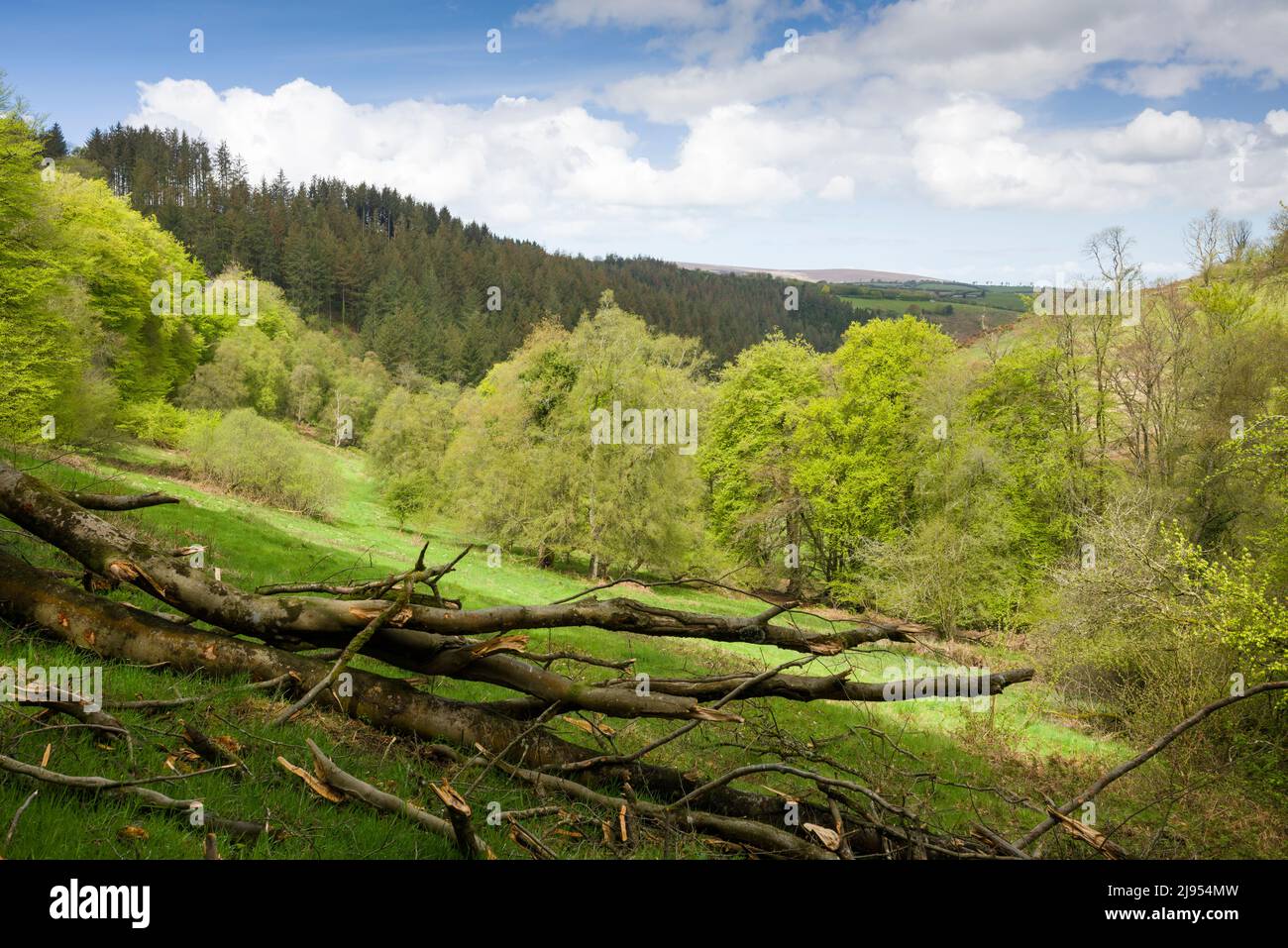 A clearing in woodland in spring at Hart Cleeve in the Brendon Hills ...