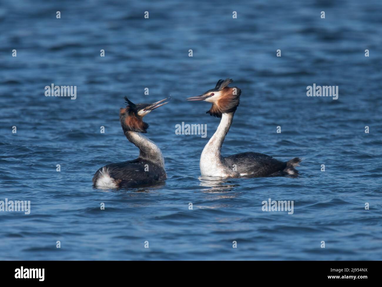 Great crested grebe, Podiceps cristatus, courtship, Lancashire, UK ...