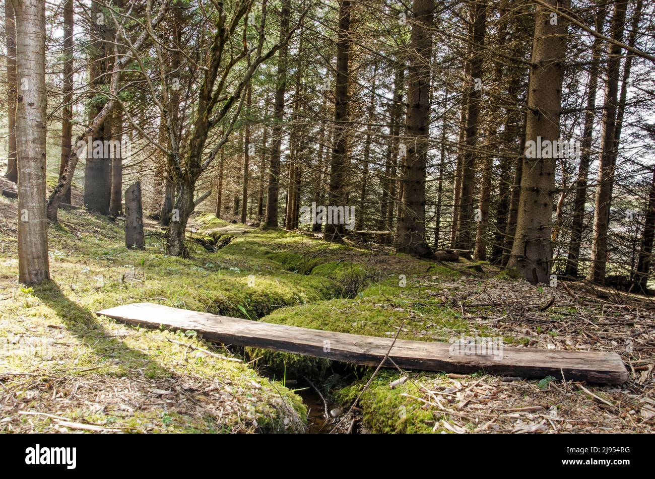 Wooden plank across a narrow meandering ditch in a pine forest on a ...