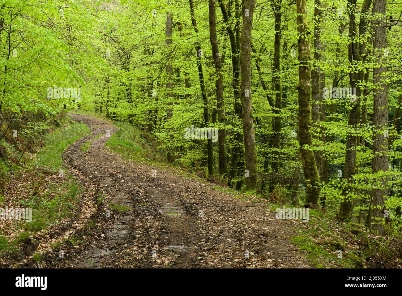 The bridleway through beach trees in East Wood in spring in the Brendon ...