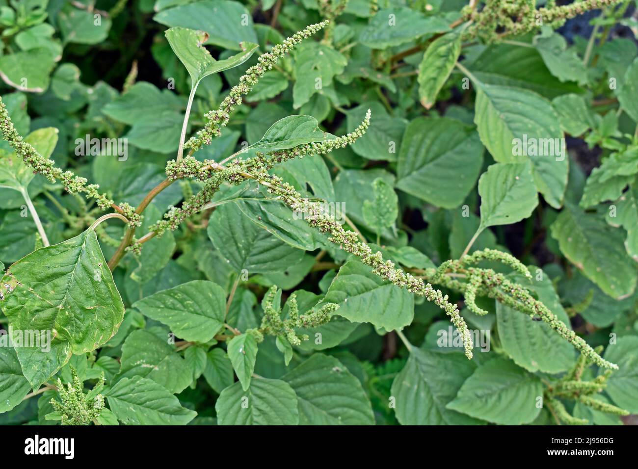 Green amaranth flowers detail (Amaranthus hybridus), edible weed Stock ...